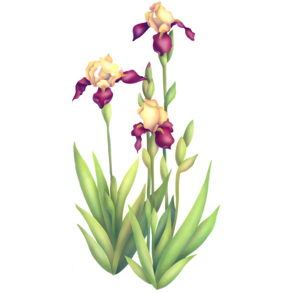 Iris Wall Stencil | The Mad Stencilist
