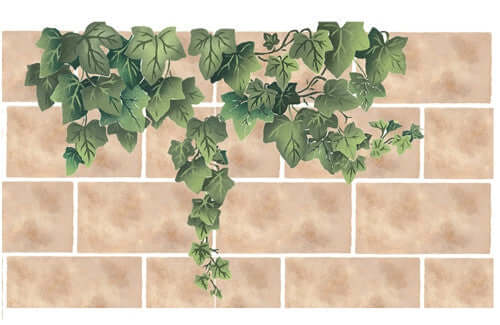 Wall Ivy Wall Stencil | DeeSigns