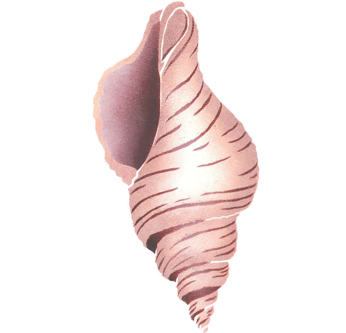 Neptune's Welk Seashell Wall Stencil | DeeSigns